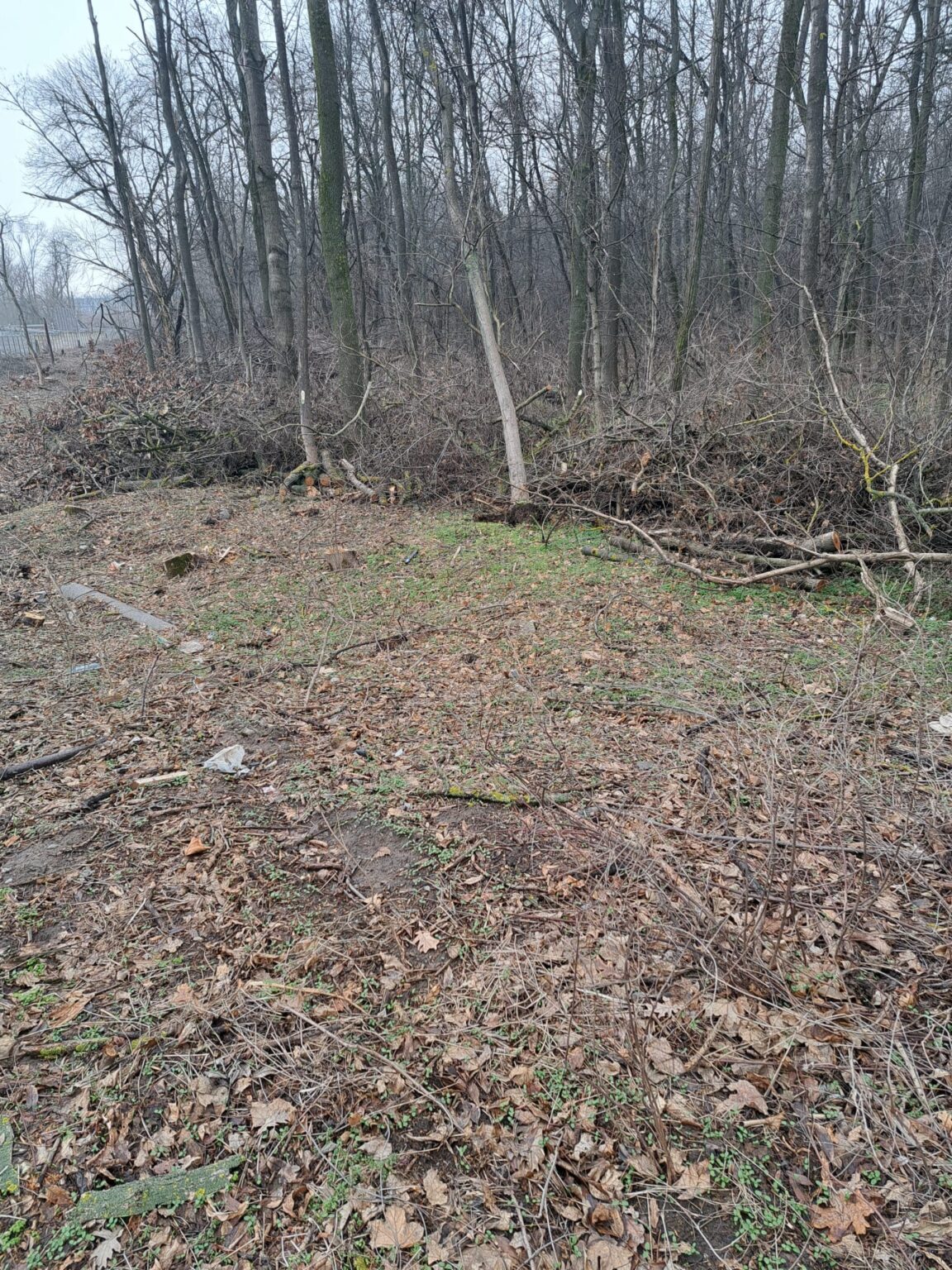 Defrișări „secrete” în Pădurea Băneasa, fără aviz, înainte de adoptarea ...